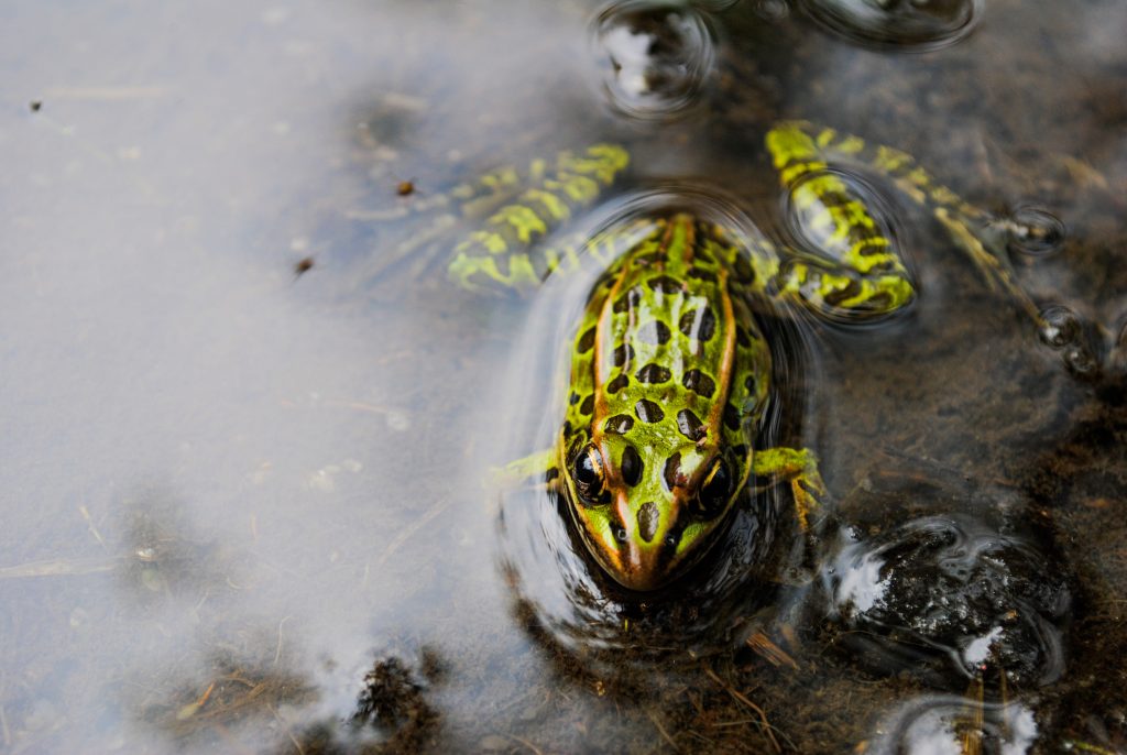 Calling all frogs: Citizen science project catalogs Calgary’s wetland ...