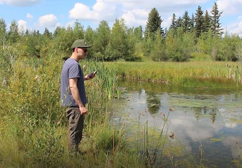 Calling all frogs: Citizen science project catalogs Calgary’s wetland ...