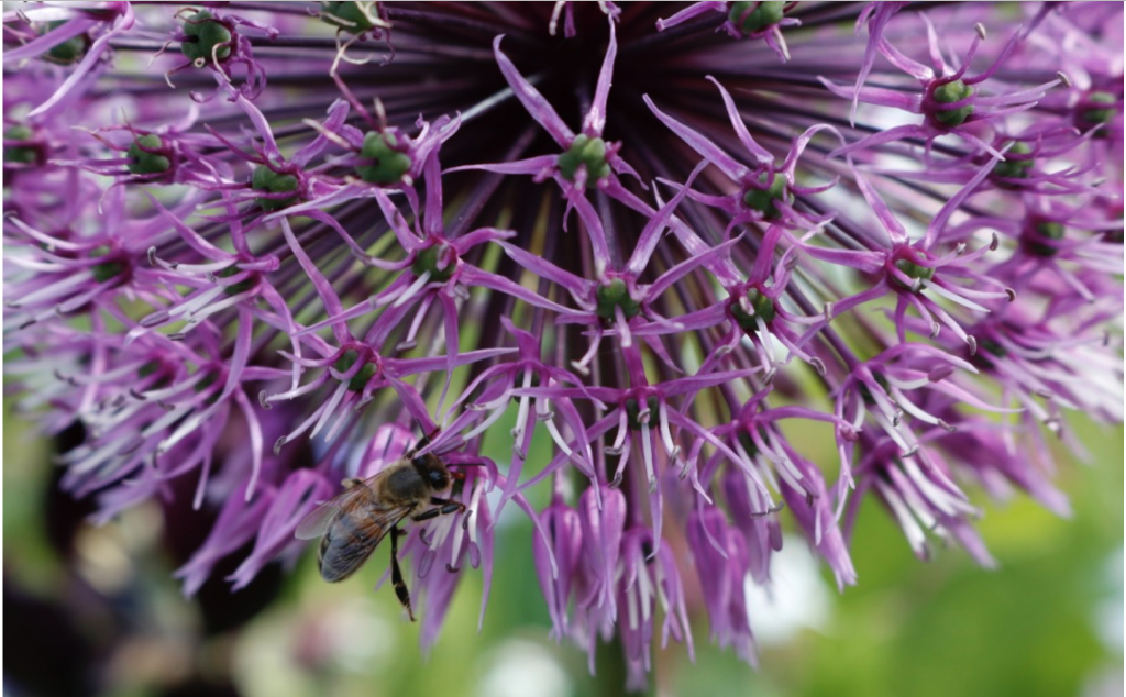 What's the buzz? Calgary bees getting help with natural habitat ...