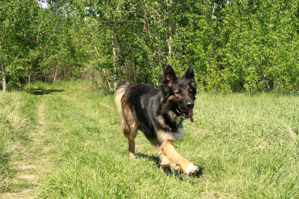 Calgary dog walkers say new bylaw puts a leash on growing business ...