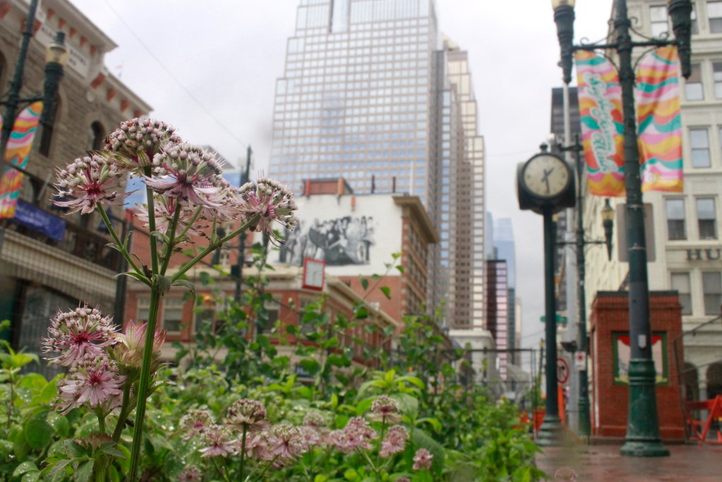 Buzz grows with pollinator garden sprouting from concrete on Stephen ...