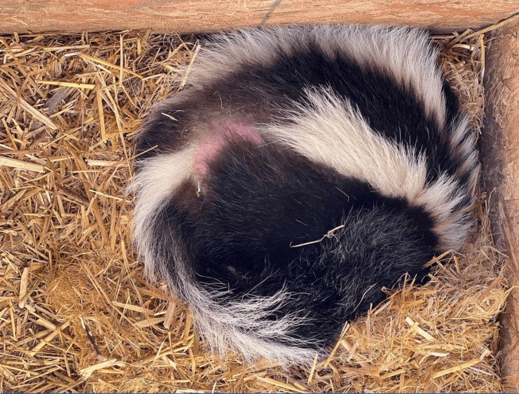 Orphaned skunks rescued from McKenzie Towne - LiveWire Calgary