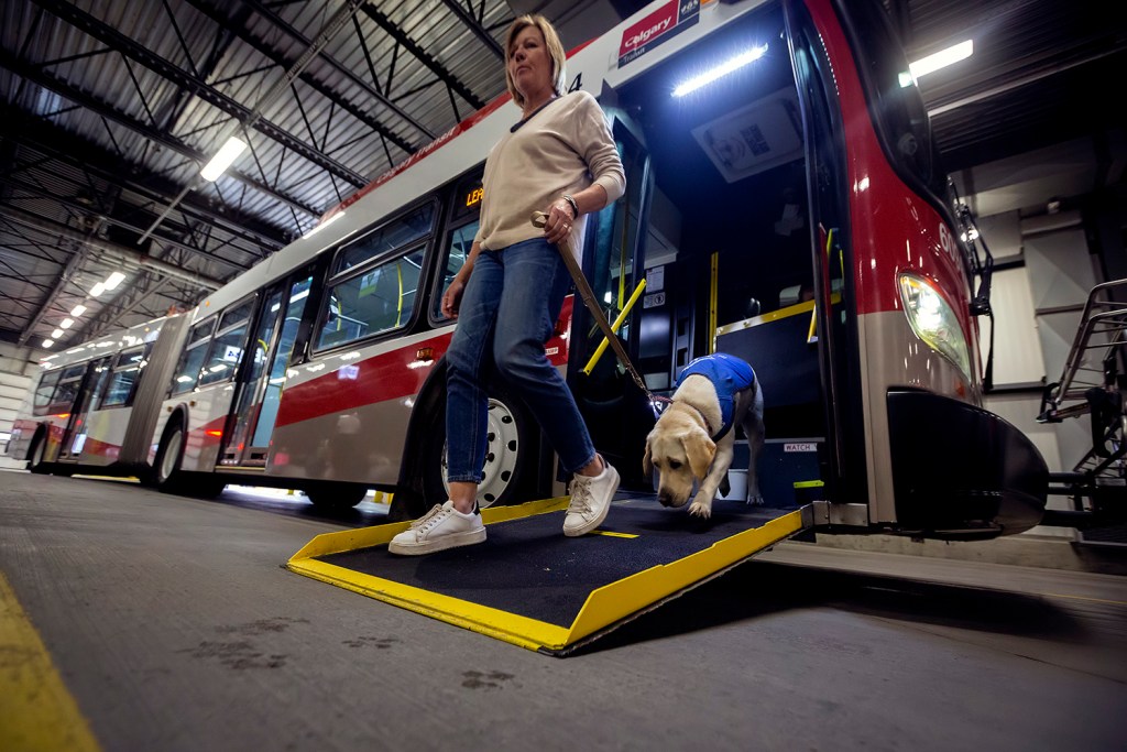 Calgary Transit puppy program gives paws-on experience for new guide ...