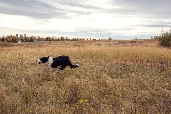 Photos: Invasive species on Nose Hill being removed with grazing goats ...