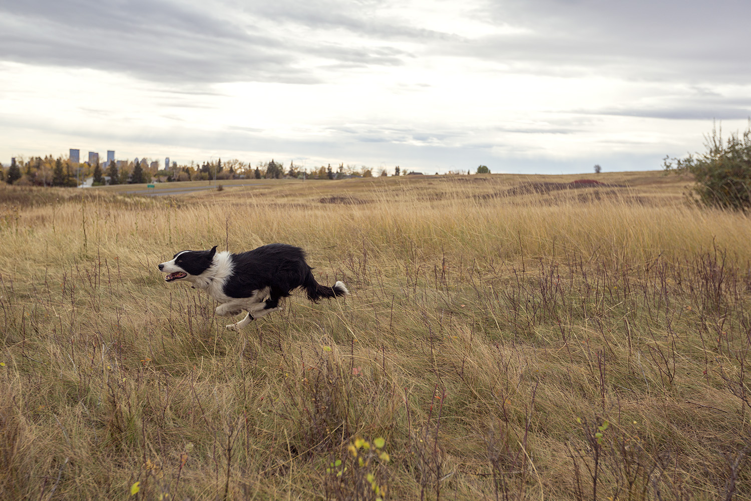 Nose Hill Goats | LiveWire Calgary