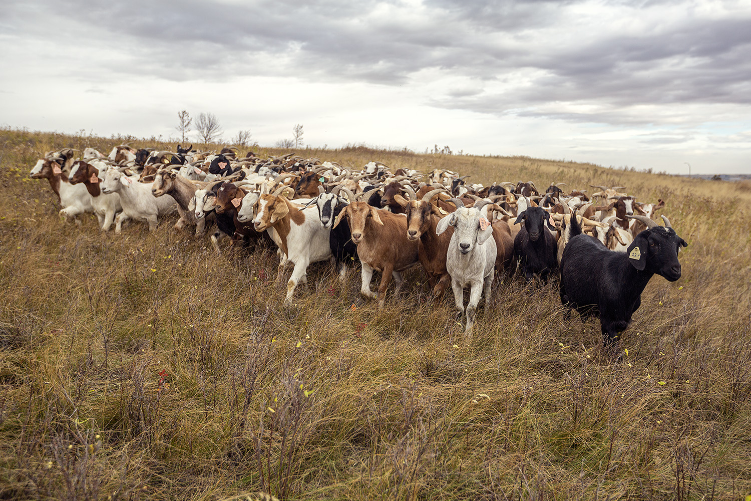 Photos: Invasive species on Nose Hill being removed with grazing goats ...