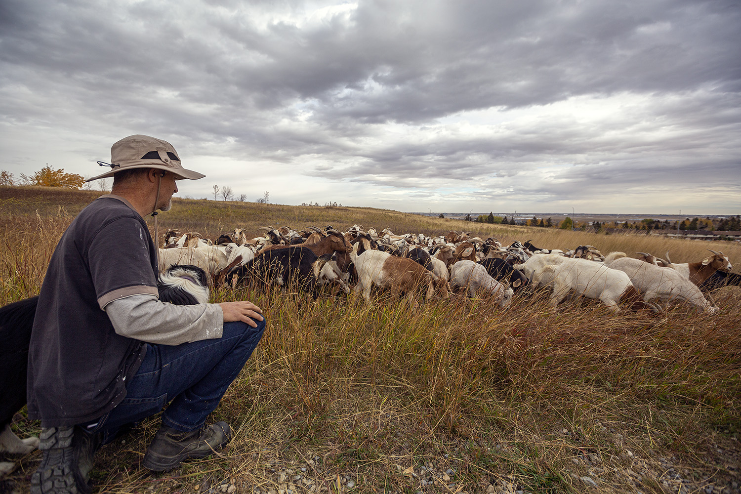 Photos: Invasive species on Nose Hill being removed with grazing goats ...