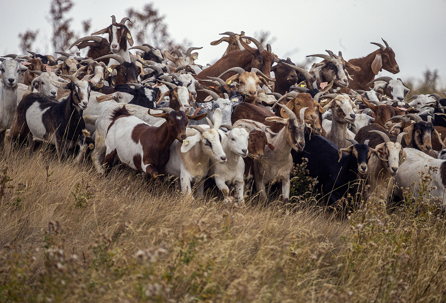 Photos: Invasive species on Nose Hill being removed with grazing goats ...