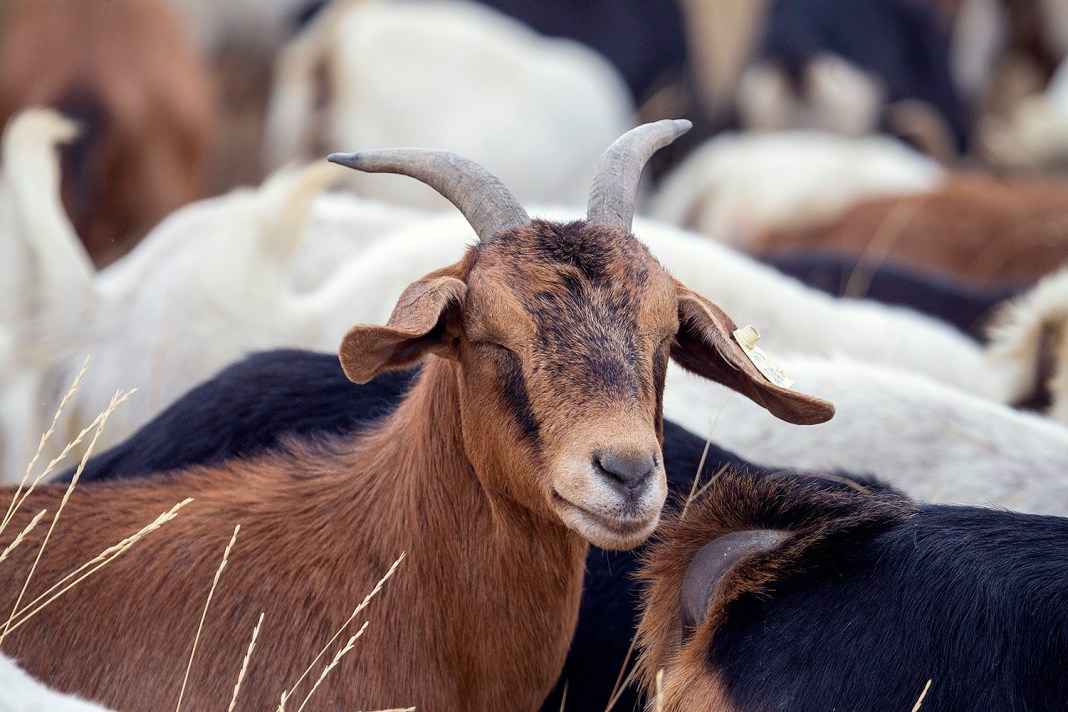 Photos: Invasive species on Nose Hill being removed with grazing goats ...