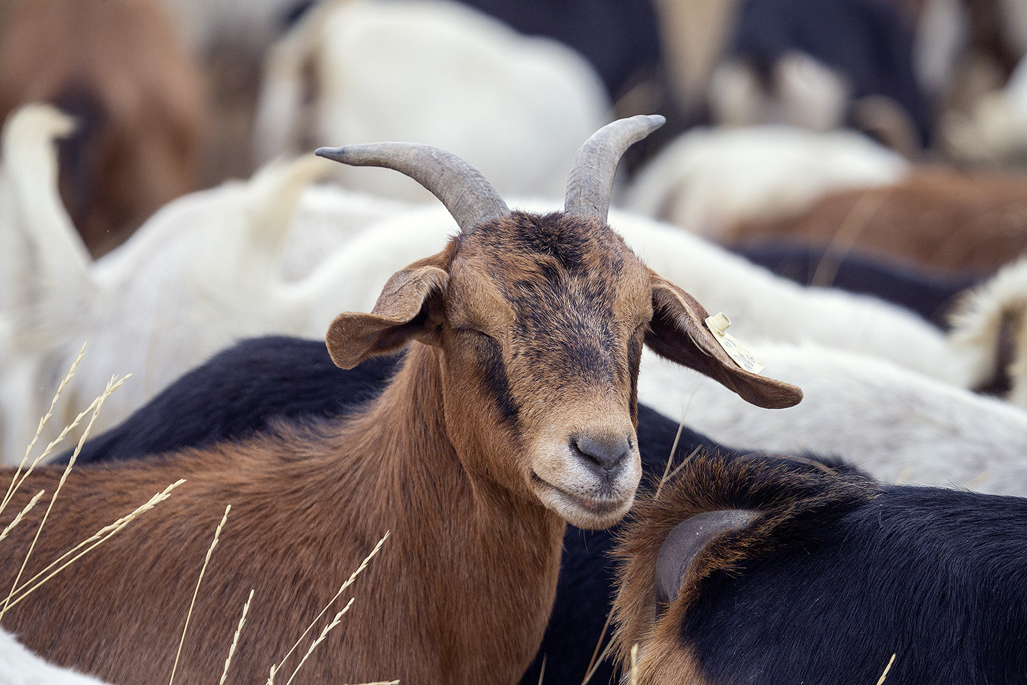 Photos: Invasive species on Nose Hill being removed with grazing goats ...