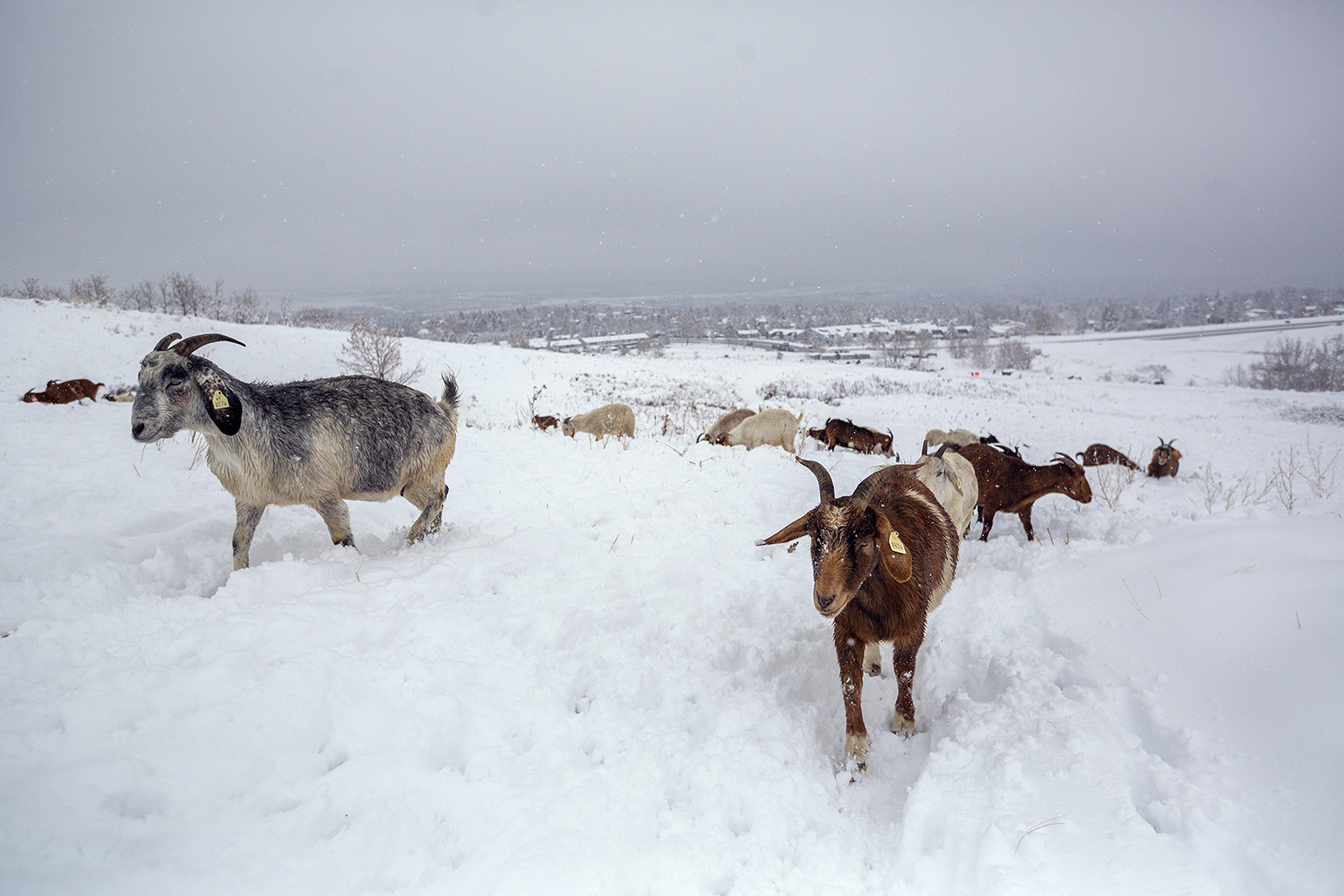 Photos: First snow of the season doesn't stop Nose Hill goats ...