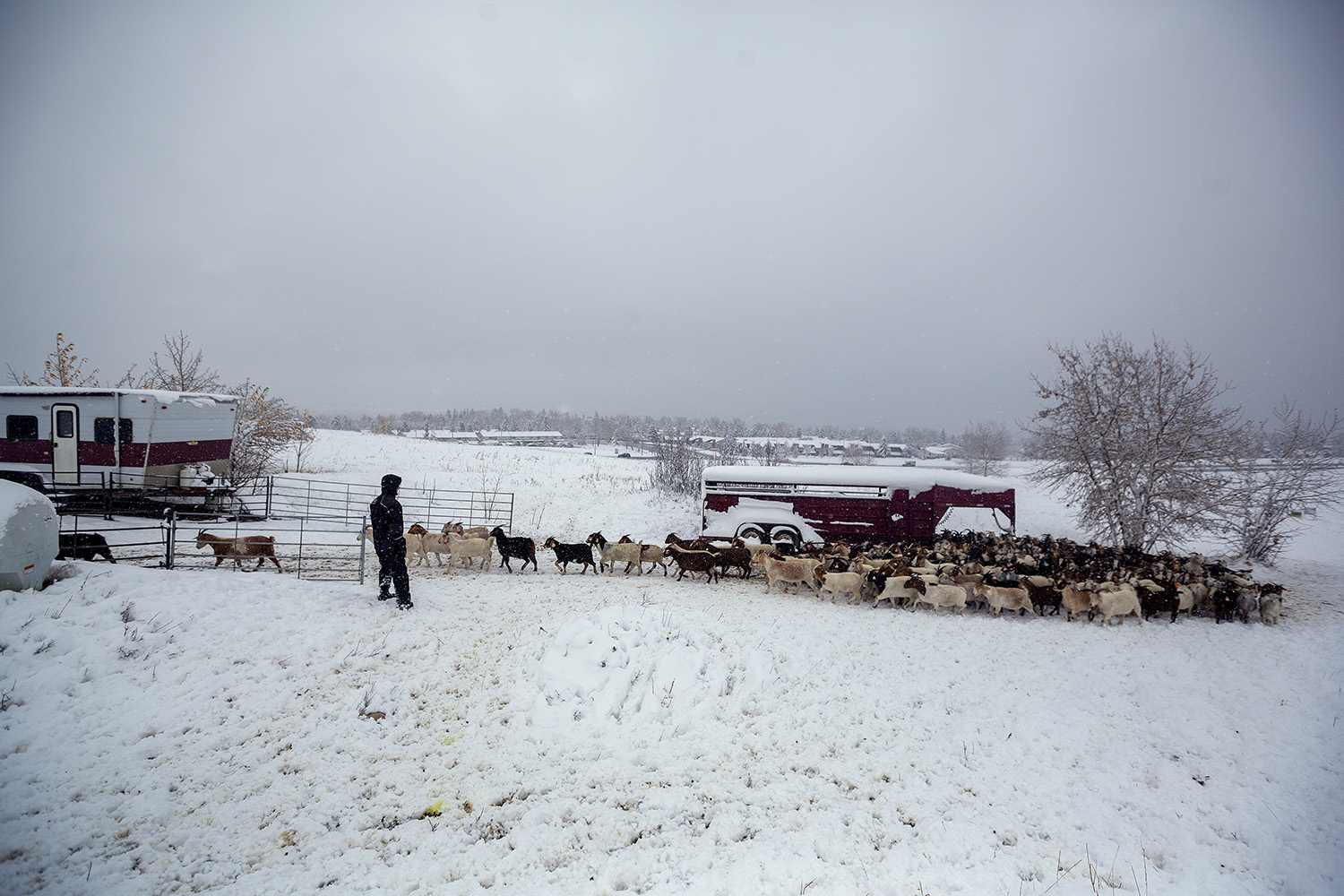 Photos: First snow of the season doesn't stop Nose Hill goats ...