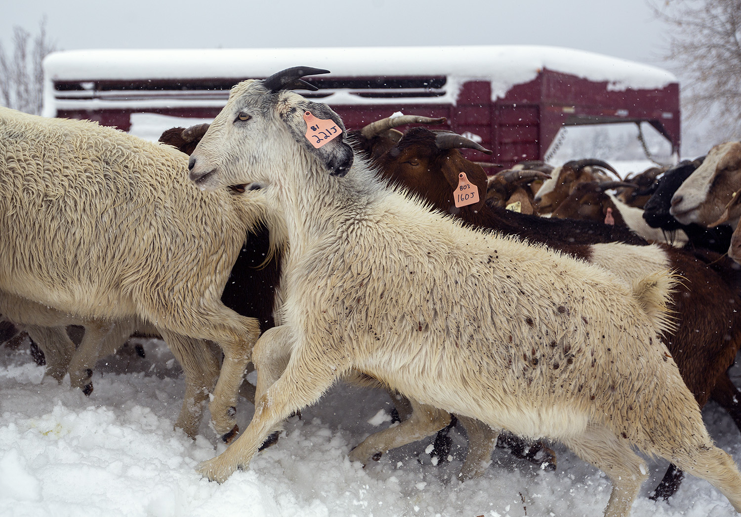 Photos: First snow of the season doesn’t stop Nose Hill goats ...