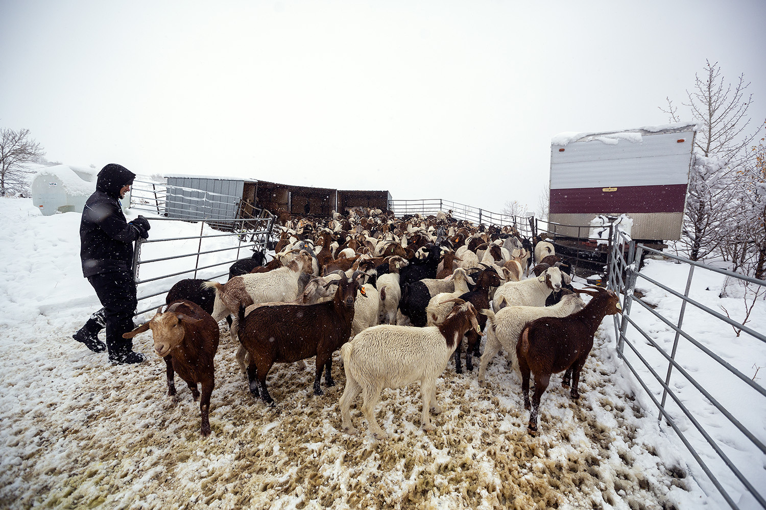 Snow Goats | LiveWire Calgary