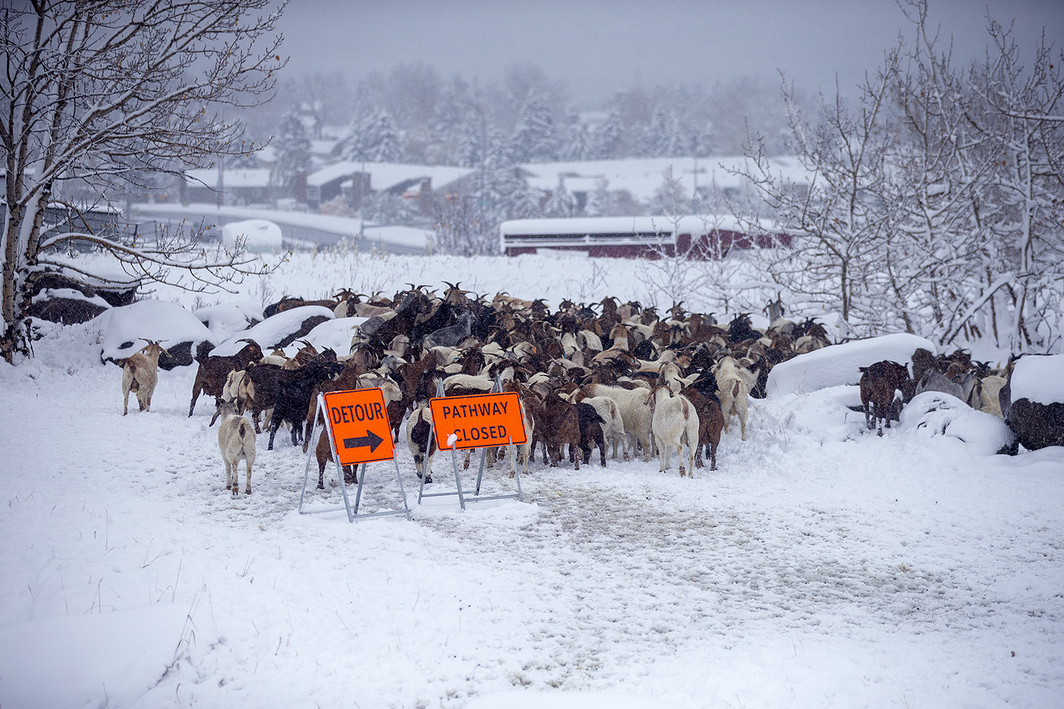 Photos: First snow of the season doesn't stop Nose Hill goats ...