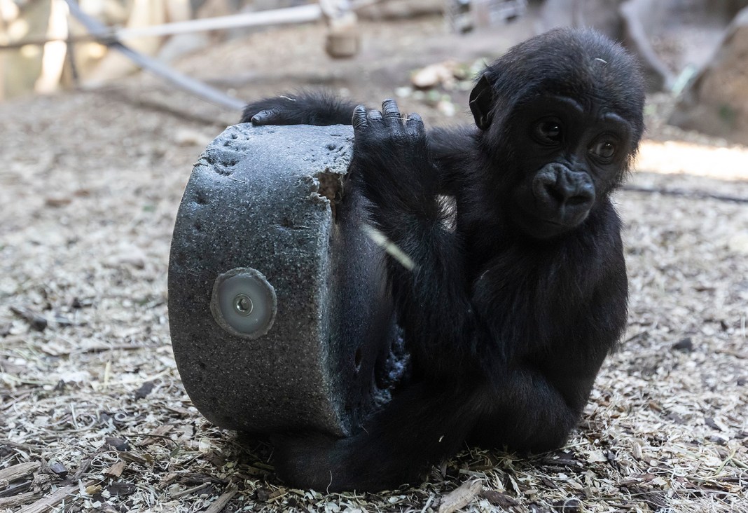 Human error led to the death of a lowland gorilla at the Calgary Zoo ...