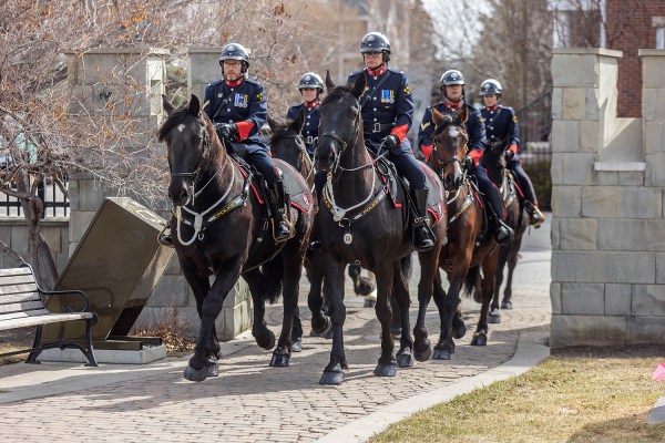 Calgary Police induct new horse into Mounted Unit - LiveWire Calgary