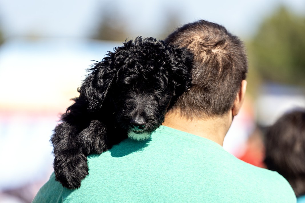 Photos: Pets of all types and ages take centre stage at Parkdale Pet ...
