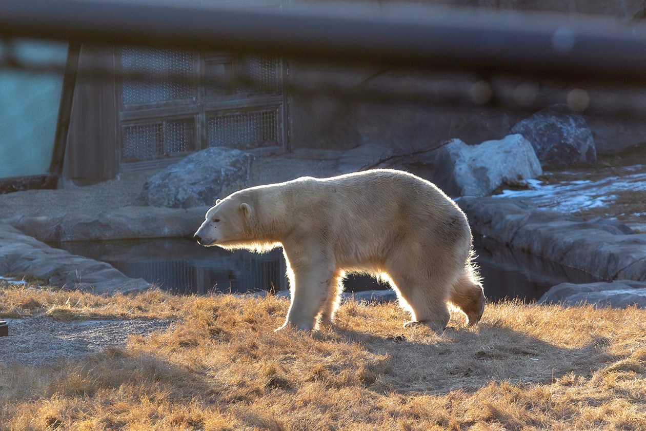 Photos: Polar bears return to Calgary Zoo in $42 million Wild Canada ...