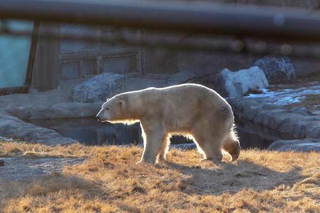 Photos: Polar bears return to Calgary Zoo in $42 million Wild Canada ...
