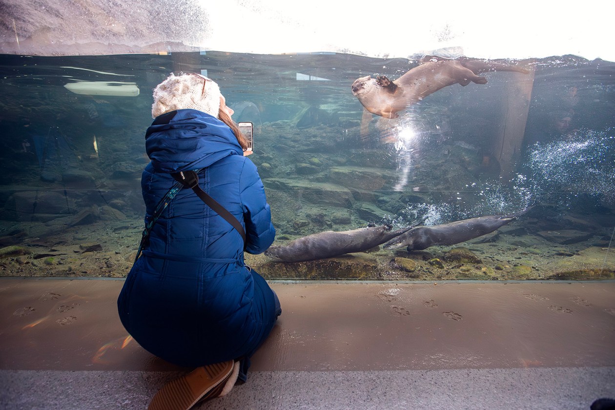 Photos: Polar bears return to Calgary Zoo in $42 million Wild Canada ...