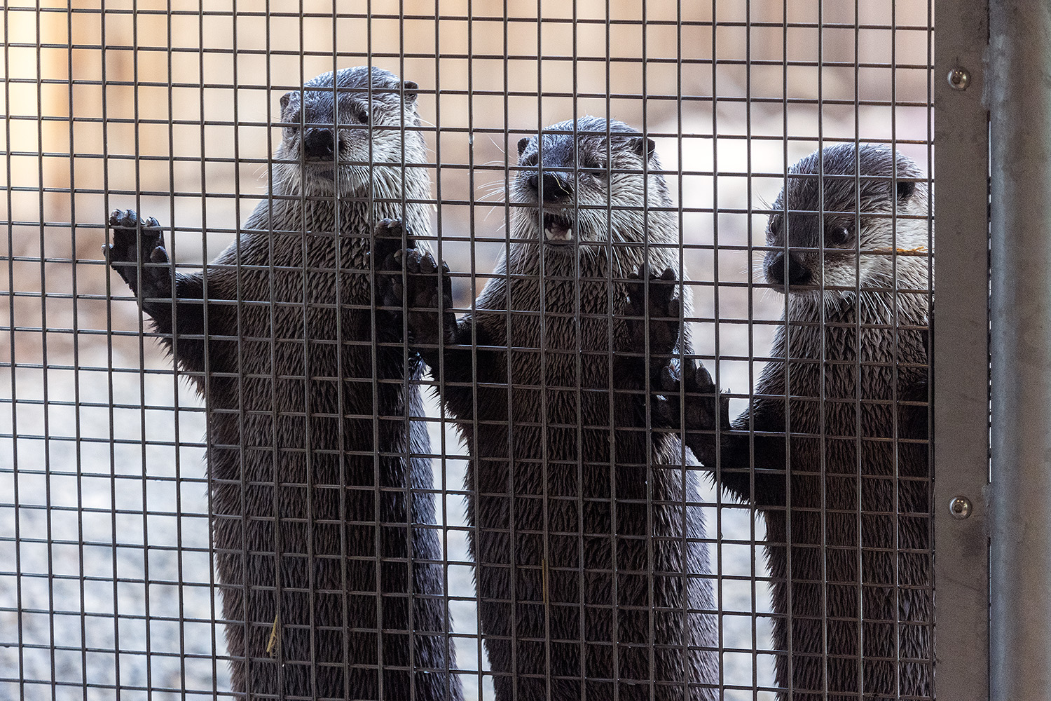 Wild Canada Calgary Zoo | LiveWire Calgary