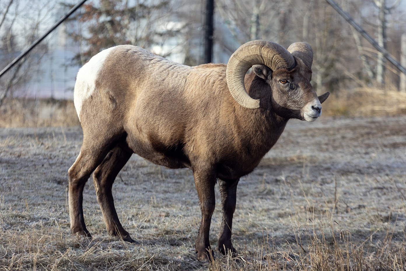 Photos: Polar bears return to Calgary Zoo in $42 million Wild Canada ...