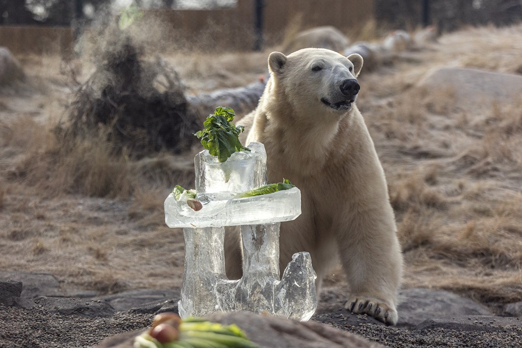 Photos: Polar bears return to Calgary Zoo in $42 million Wild Canada ...