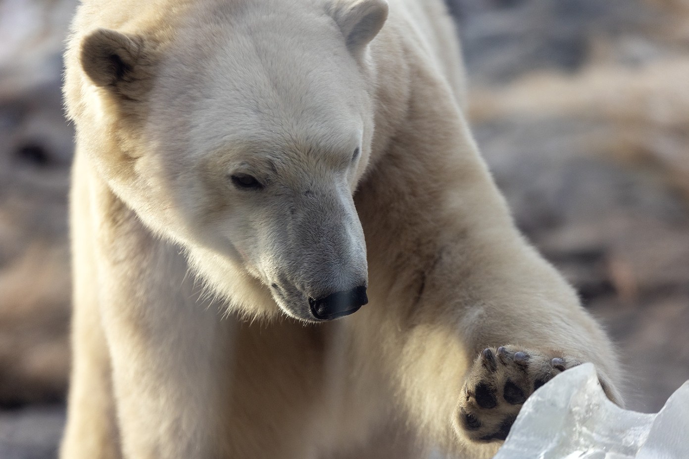 Photos: Polar bears return to Calgary Zoo in $42 million Wild Canada ...