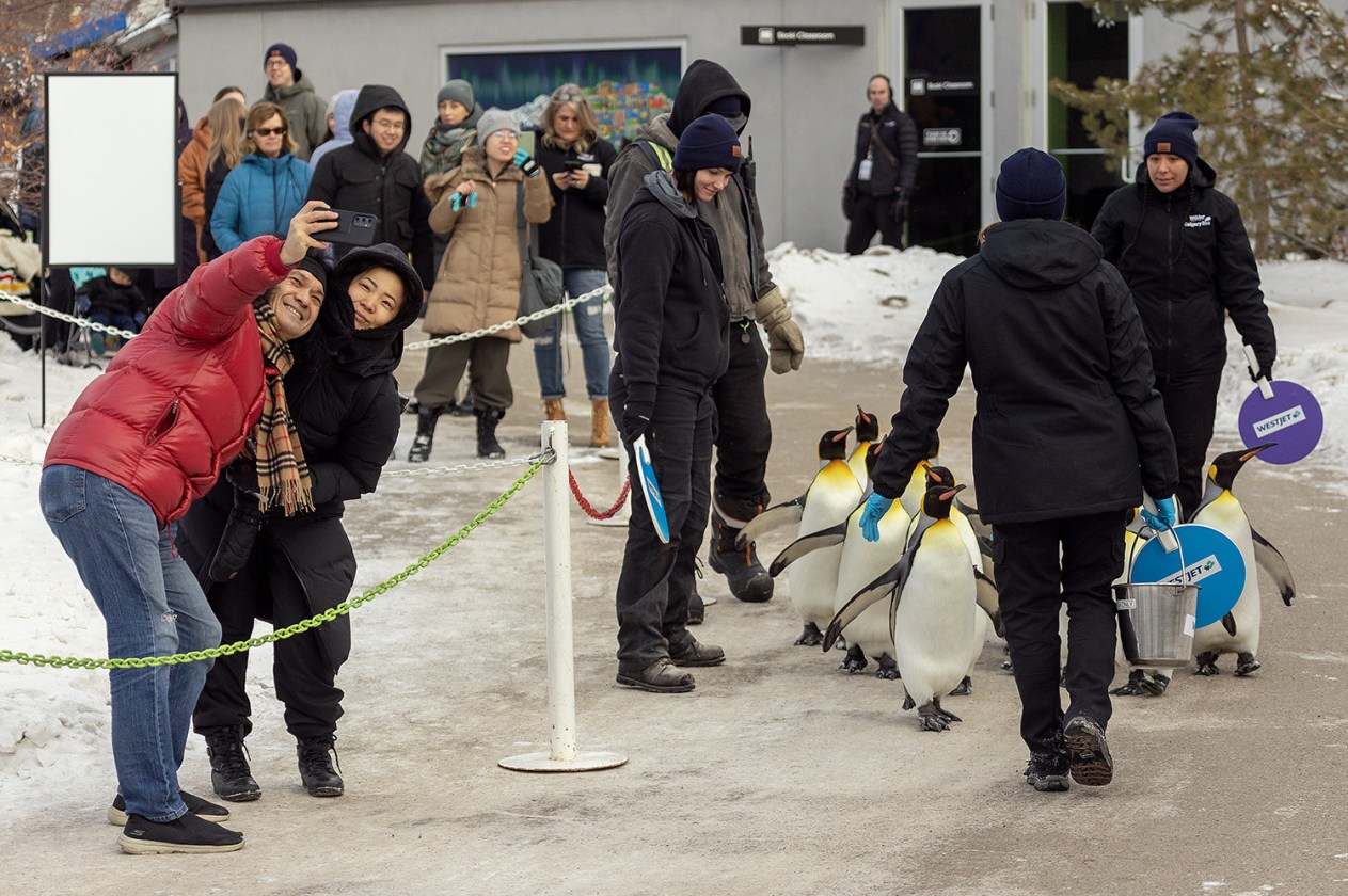 Photos: Penguin walks return for 2024 at Wilder Institute/Calgary Zoo ...