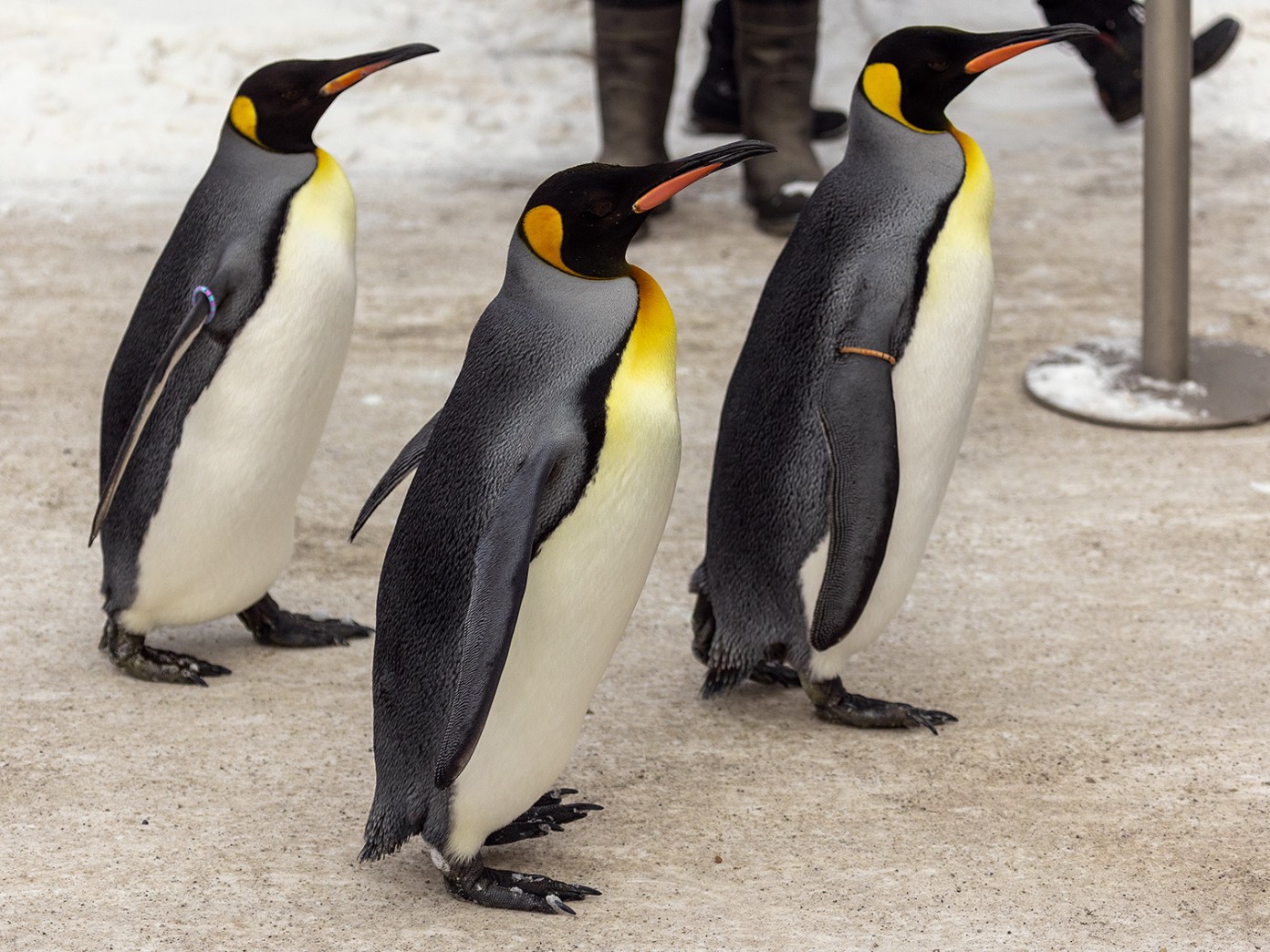 Photos: Penguin walks return for 2024 at Wilder Institute/Calgary Zoo ...