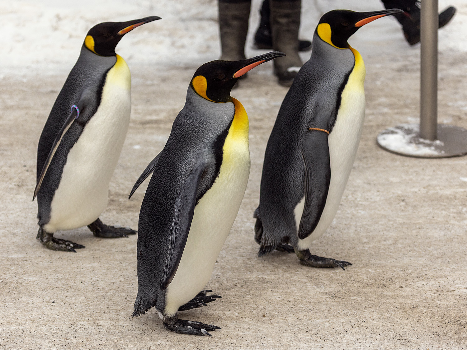 Penguin Walk | LiveWire Calgary