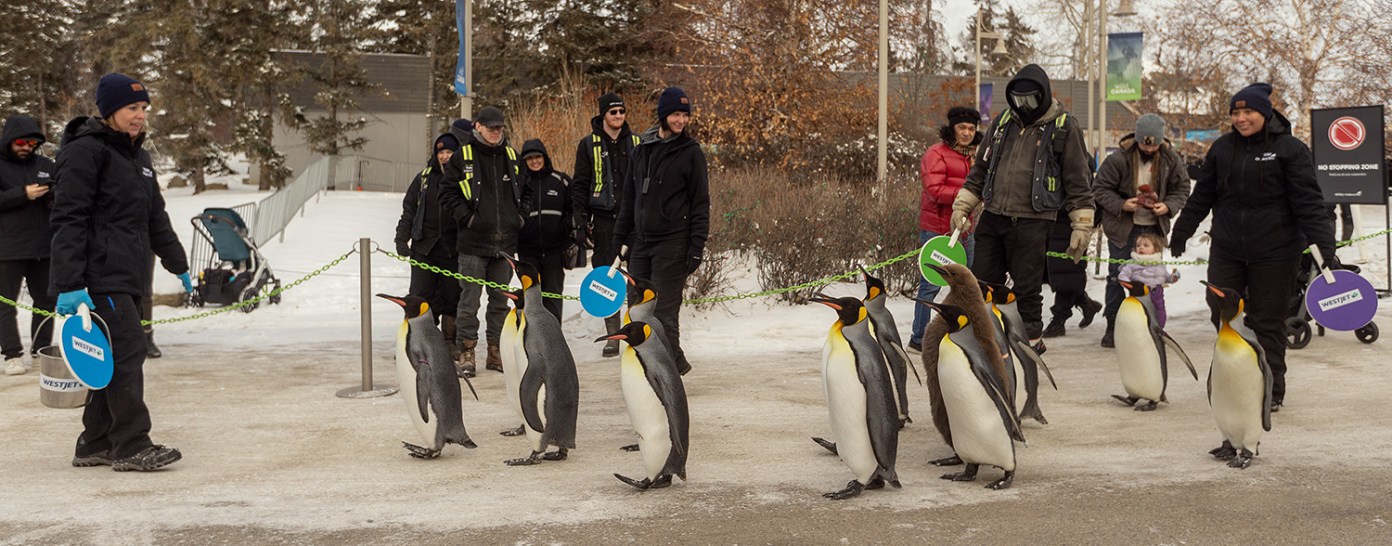 Photos: Penguin walks return for 2024 at Wilder Institute/Calgary Zoo ...