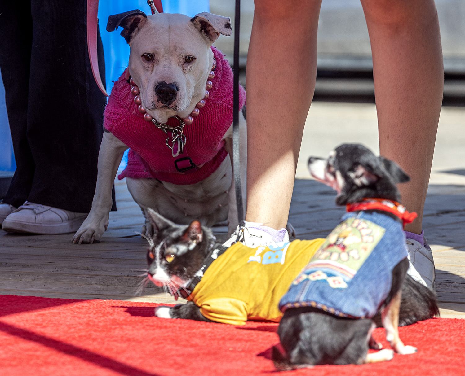 Hot dogs walk catwalk in first ever Parachutes for Pets fashion show ...