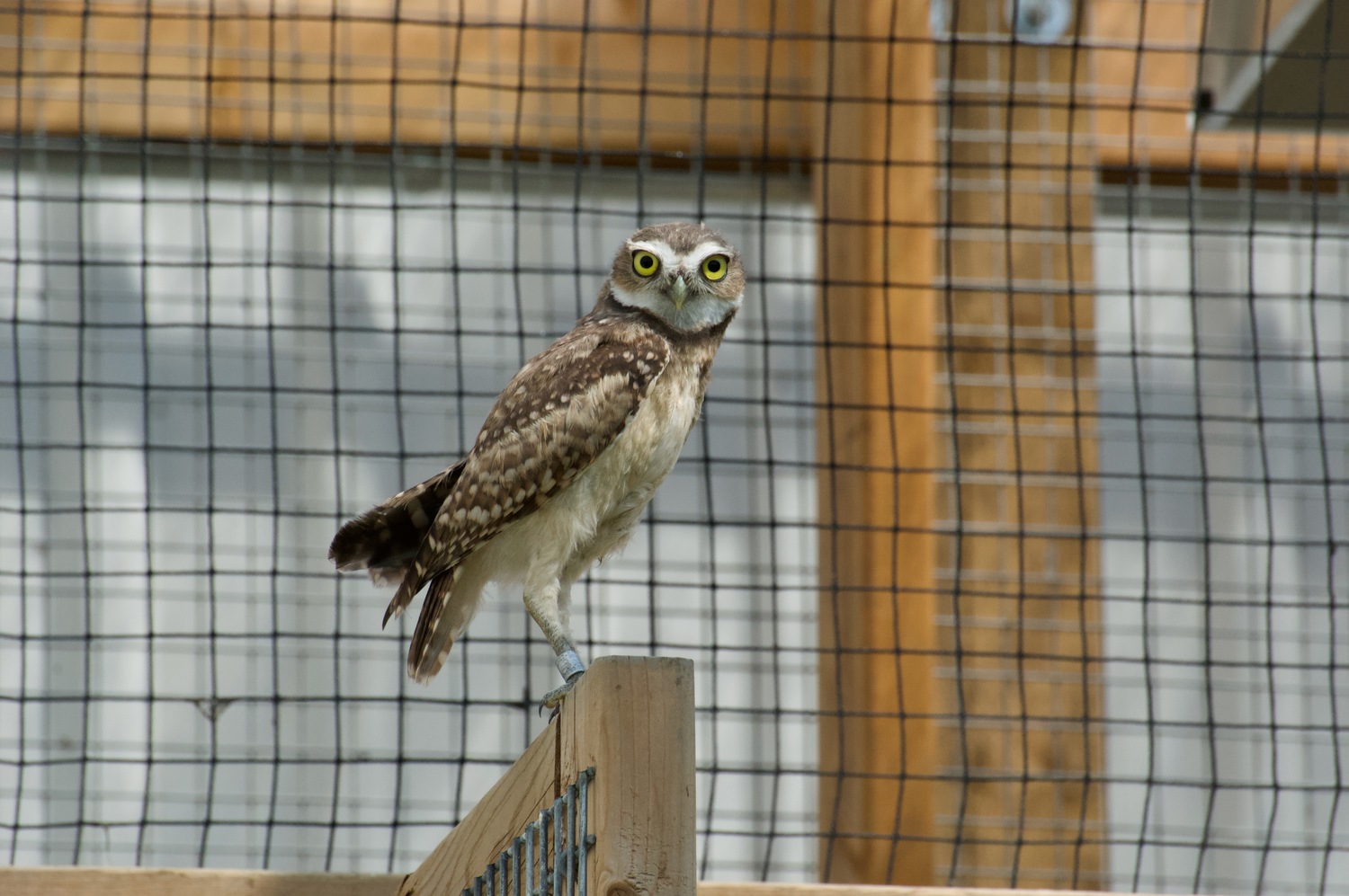 Wilder Institute preparing to launch first-of-its-kind conservation ...