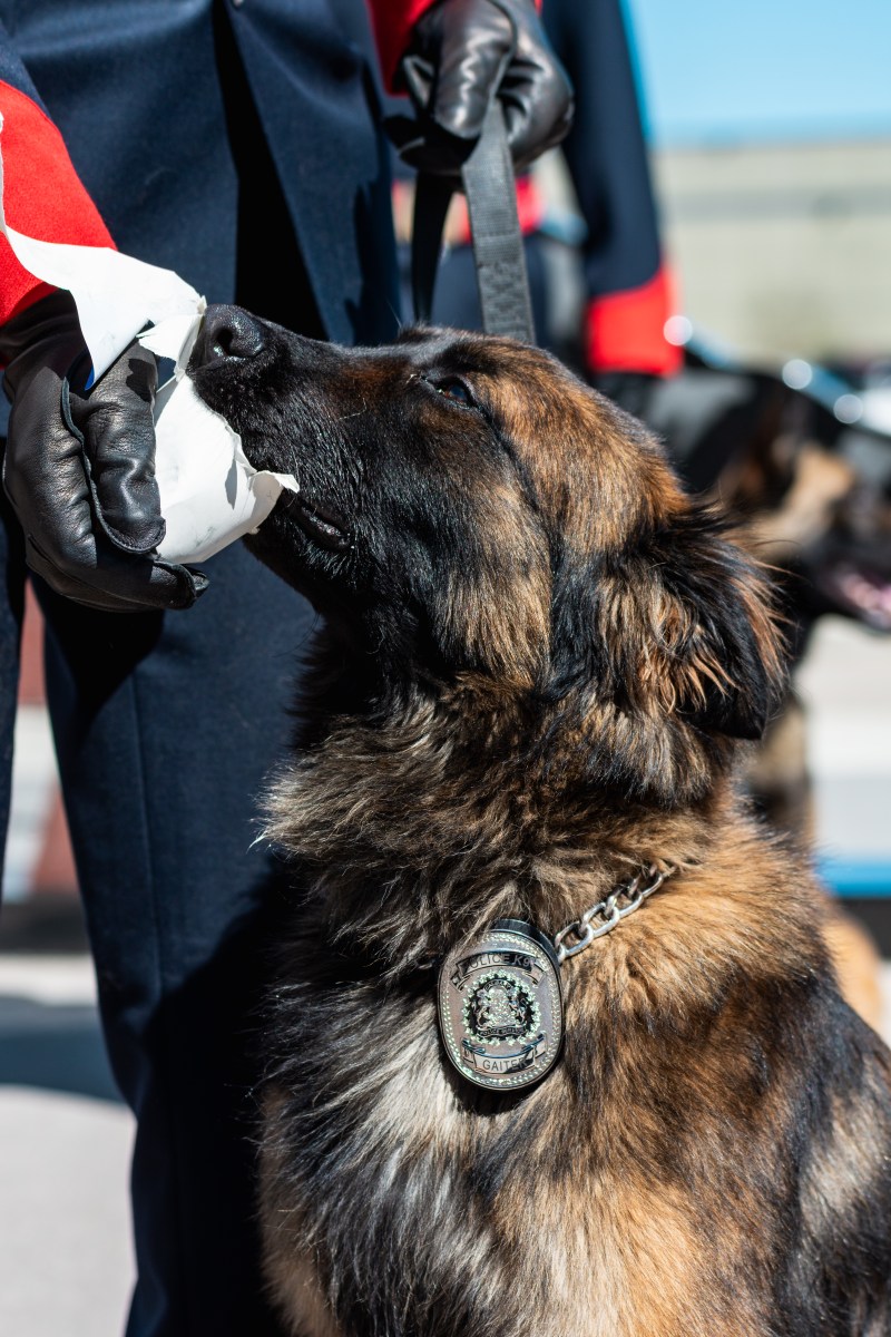 Calgary police graduates seven new canine units - LiveWire Calgary