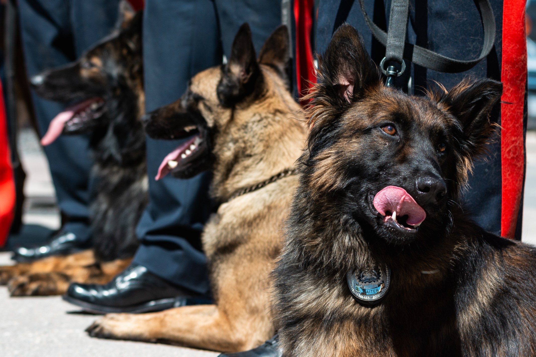 Calgary police graduates seven new canine units - LiveWire Calgary