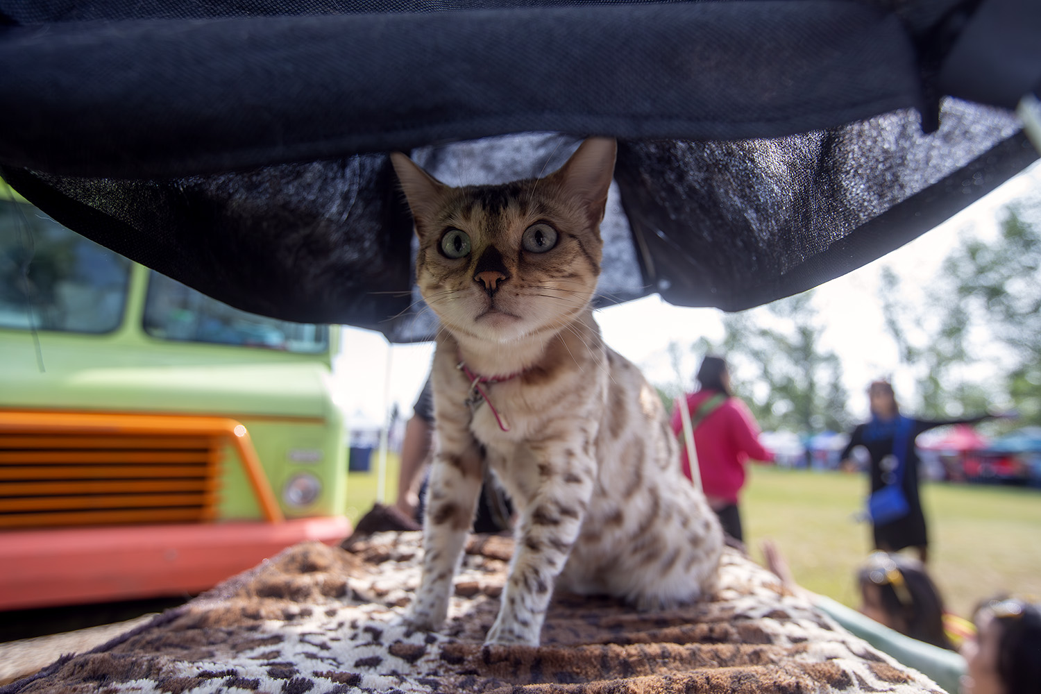 Calgary Cat Festival and Market - LiveWire Calgary