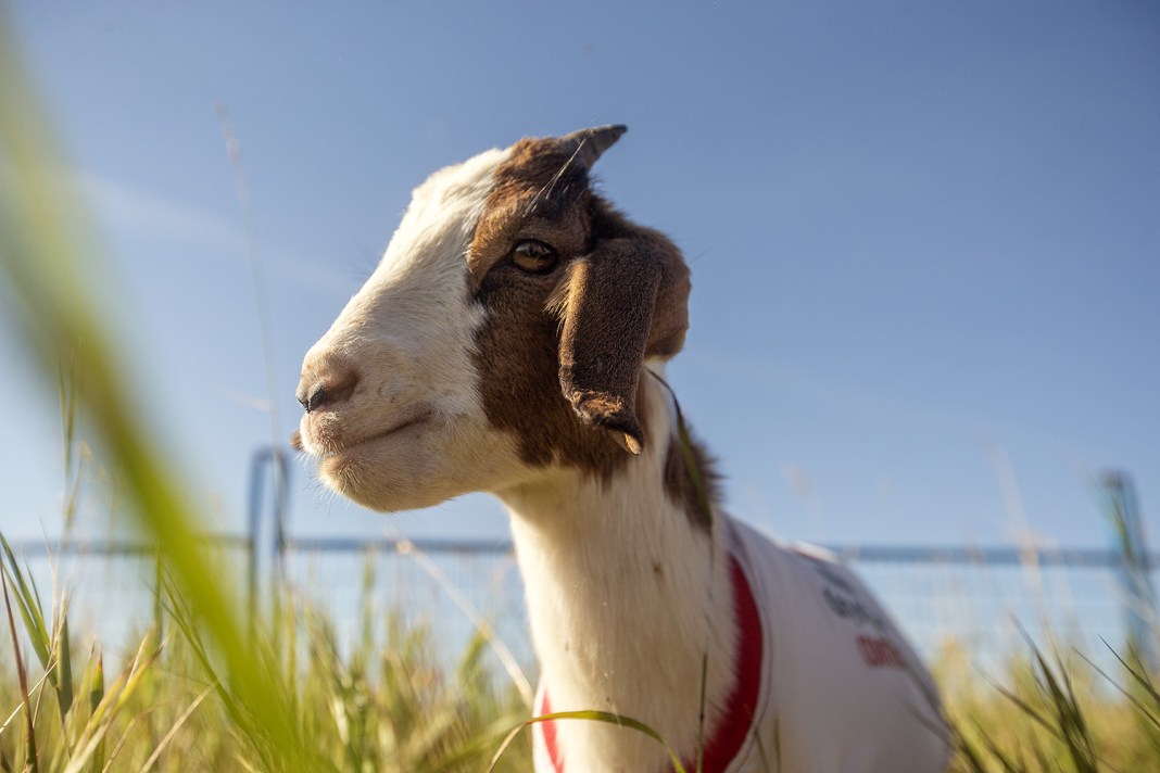 Photos: GOAT solution to invasive plant species returns to Nose Hill ...