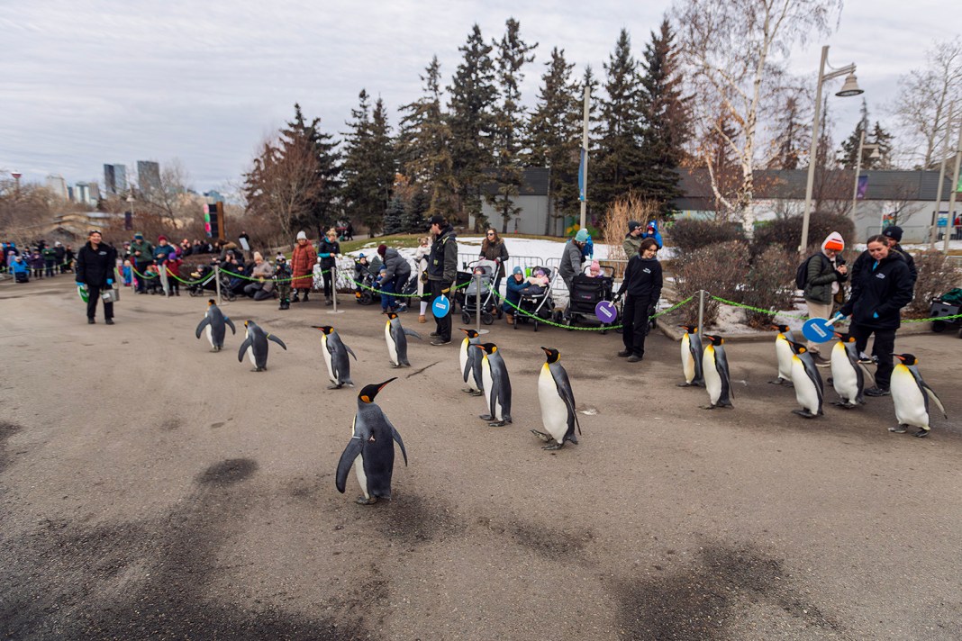 Penguin walks return for 13th year at Calgary Zoo - LiveWire Calgary