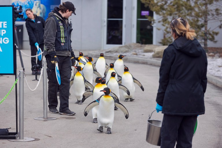 Penguin walks return for 13th year at Calgary Zoo - LiveWire Calgary