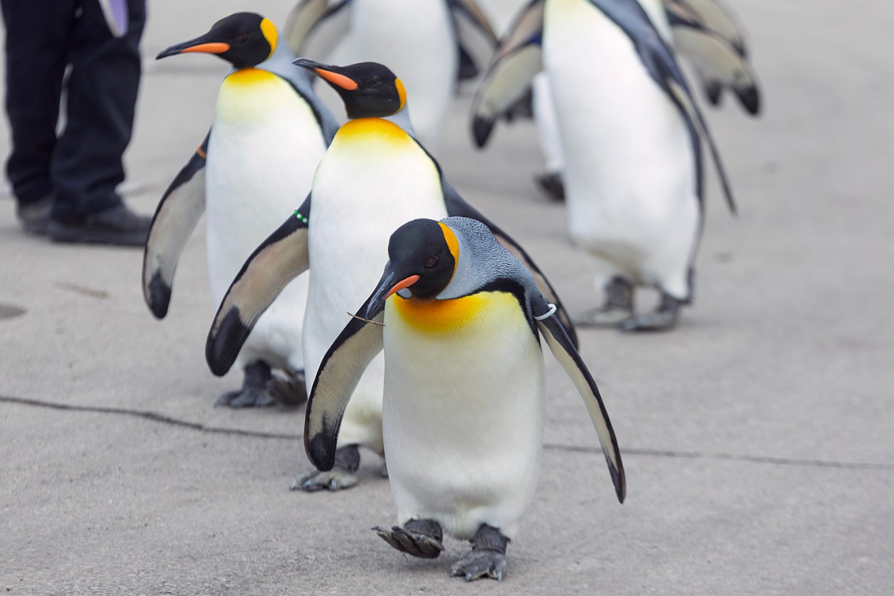 Penguin walks return for 13th year at Calgary Zoo - LiveWire Calgary
