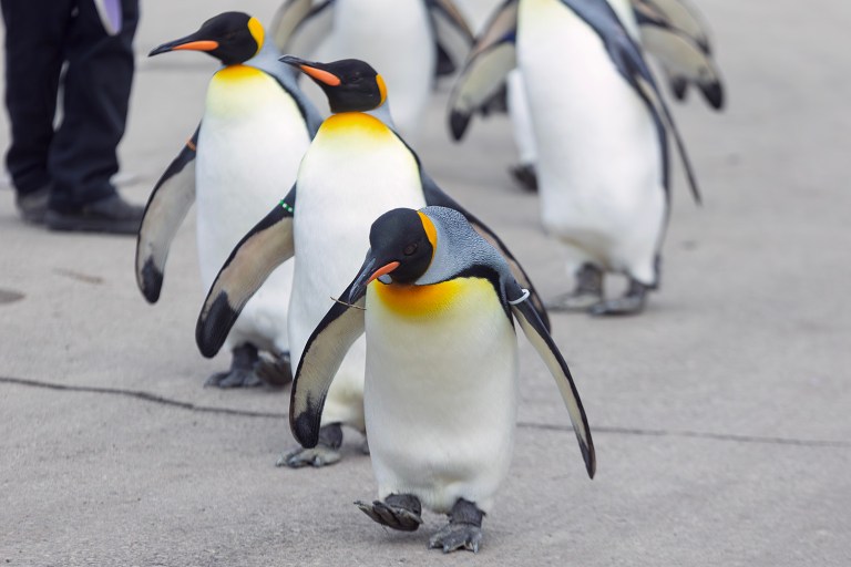 Penguin walks return for 13th year at Calgary Zoo - LiveWire Calgary