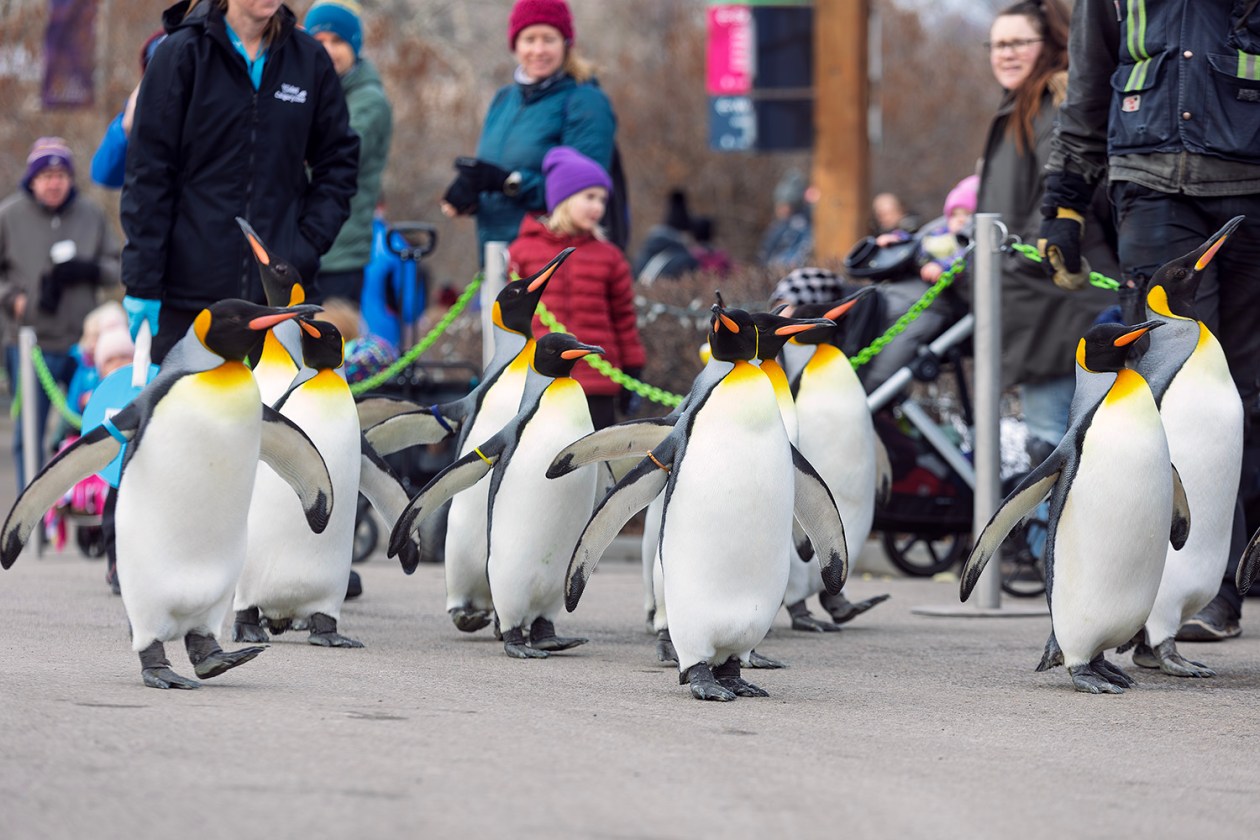 Penguin walks return for 13th year at Calgary Zoo - LiveWire Calgary