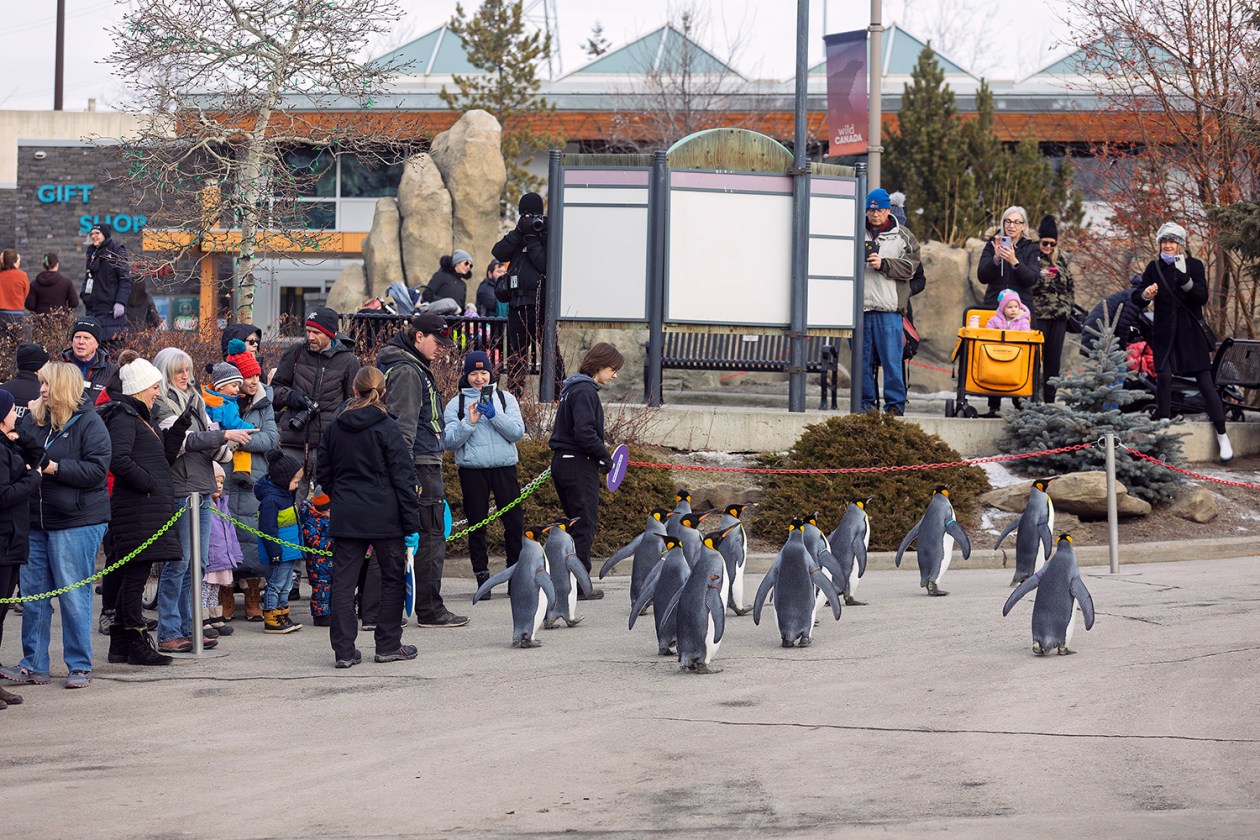 Penguin walks return for 13th year at Calgary Zoo - LiveWire Calgary