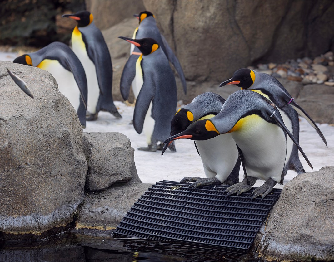 Penguin walks return for 13th year at Calgary Zoo - LiveWire Calgary
