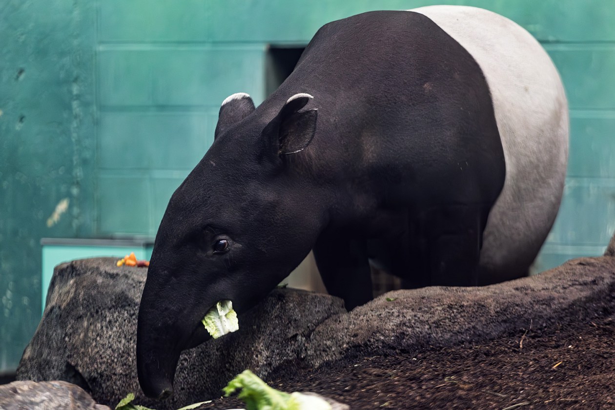 Watermelon baby on watch, as tapir gets pregnant at the zoo - LiveWire ...