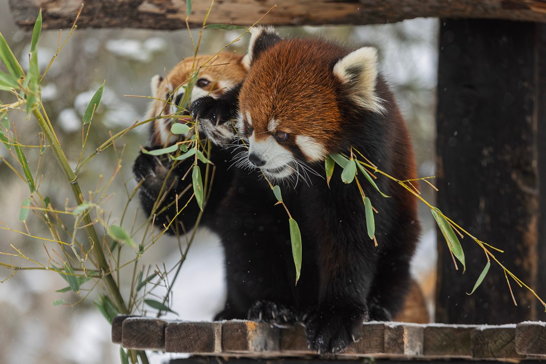 Wilder Institute/Calgary Zoo to embark on $15.8 million expansion of ...