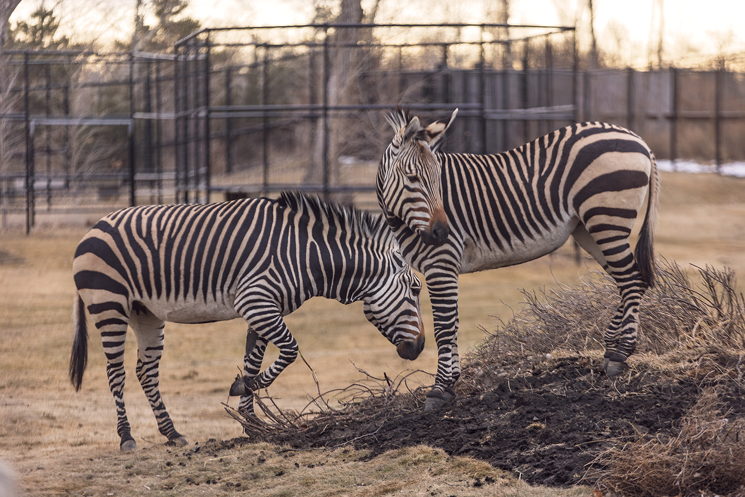 Zoo opens newly renovated African Savannah inspired habitats to public ...