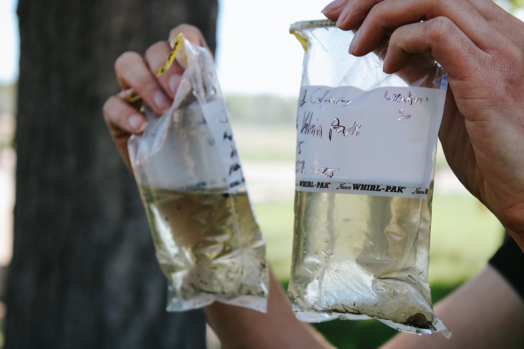 City launches citizen science project to monitor invasive mosquito ...